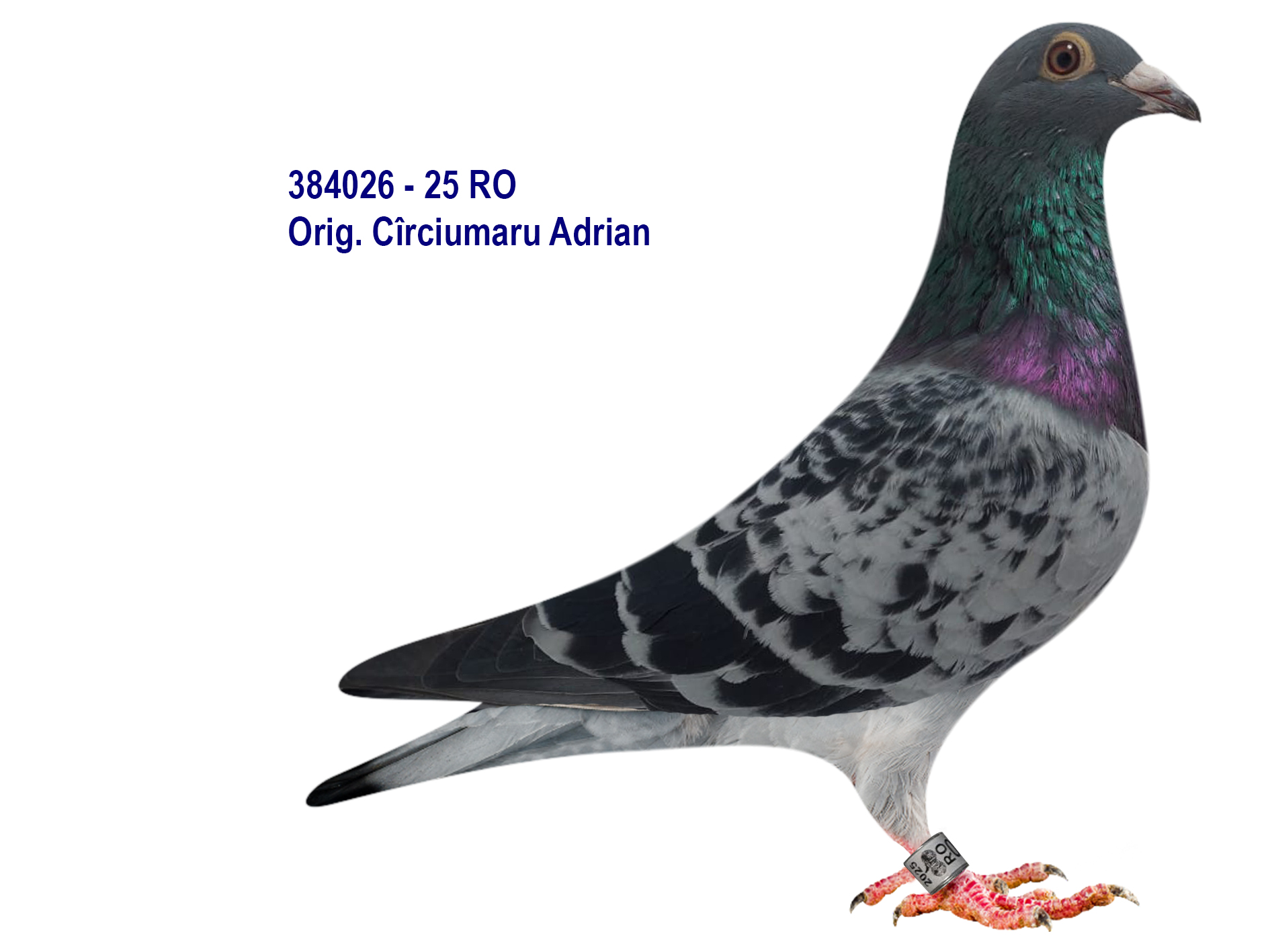 Licitatii porumbei | MagicPigeons.com