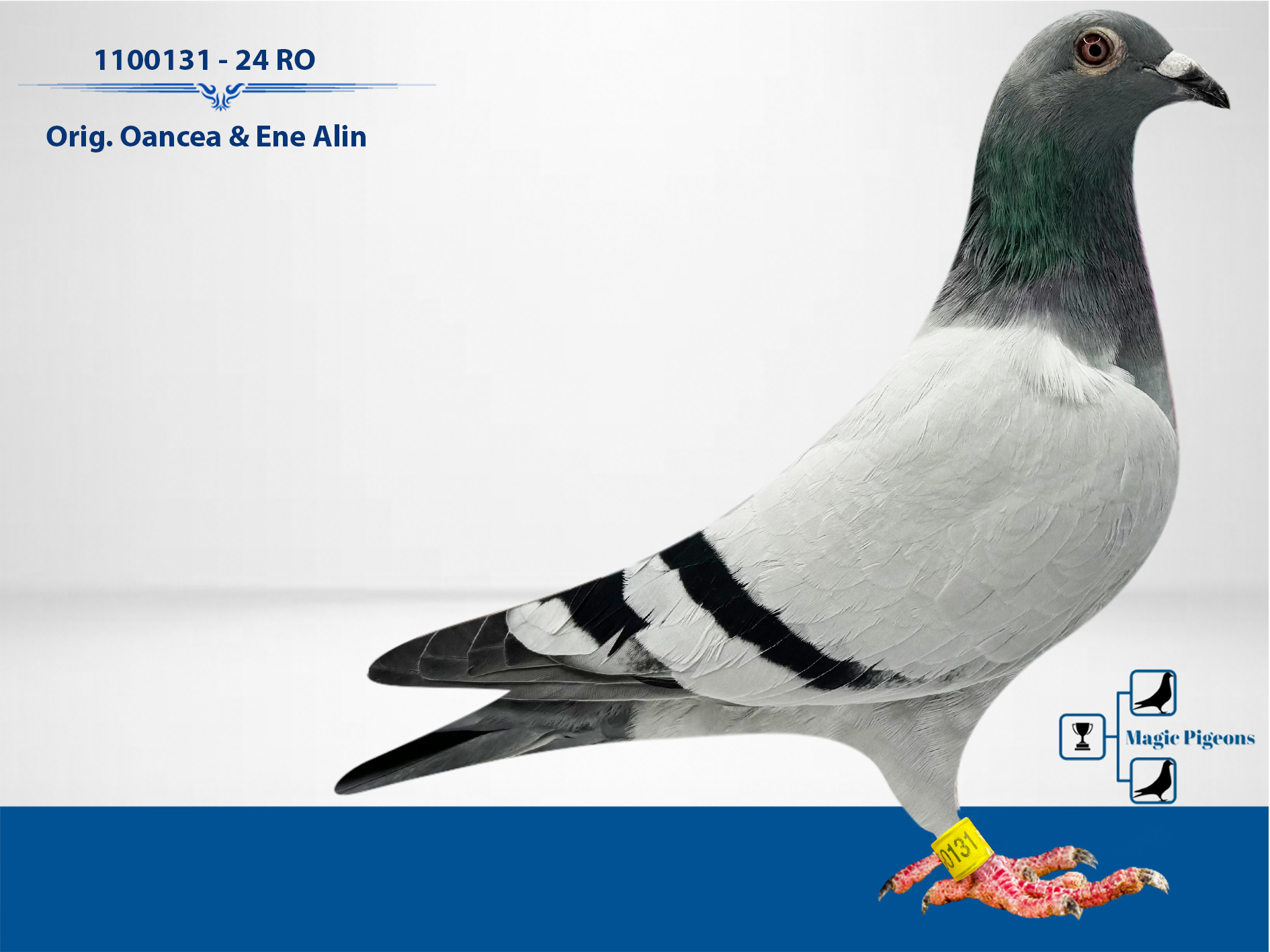 Licitatii porumbei | MagicPigeons.com