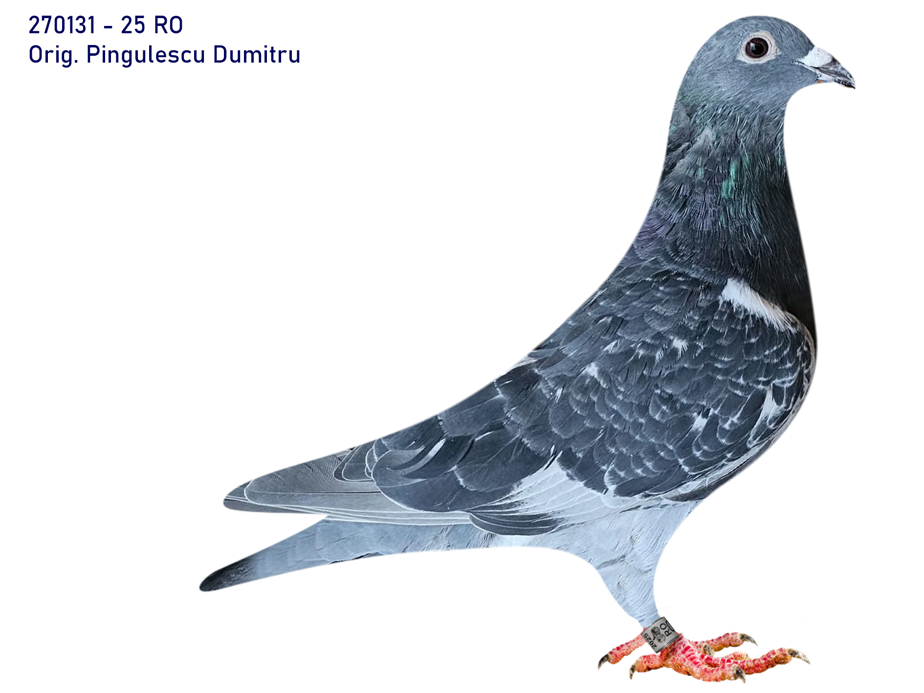 Licitatii porumbei | MagicPigeons.com