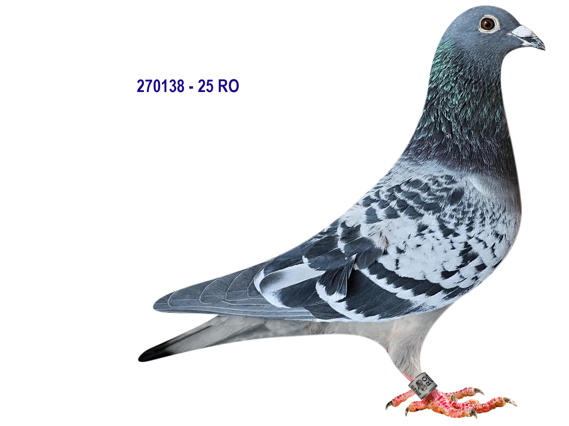 Licitatii porumbei | MagicPigeons.com
