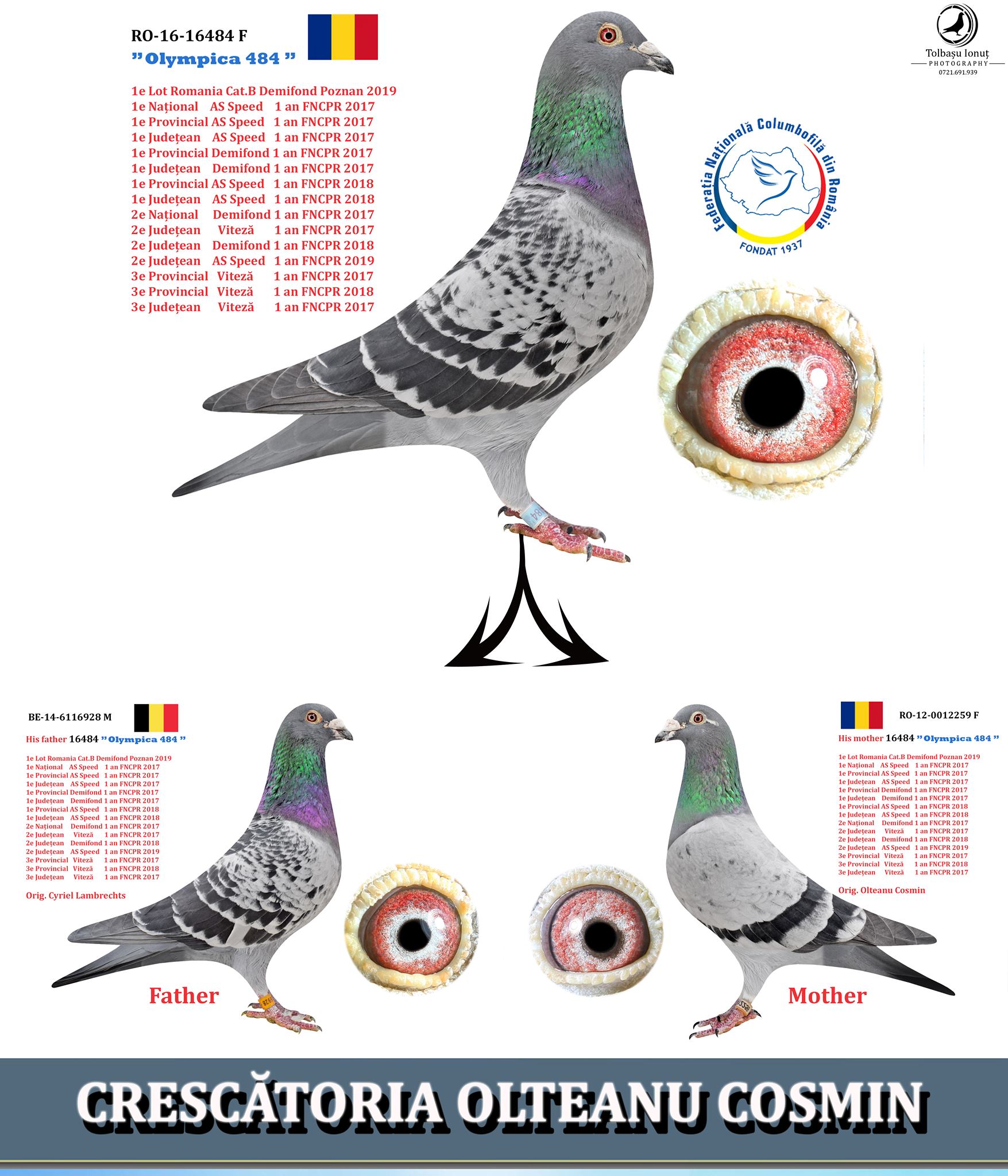 Licitatii porumbei | MagicPigeons.com