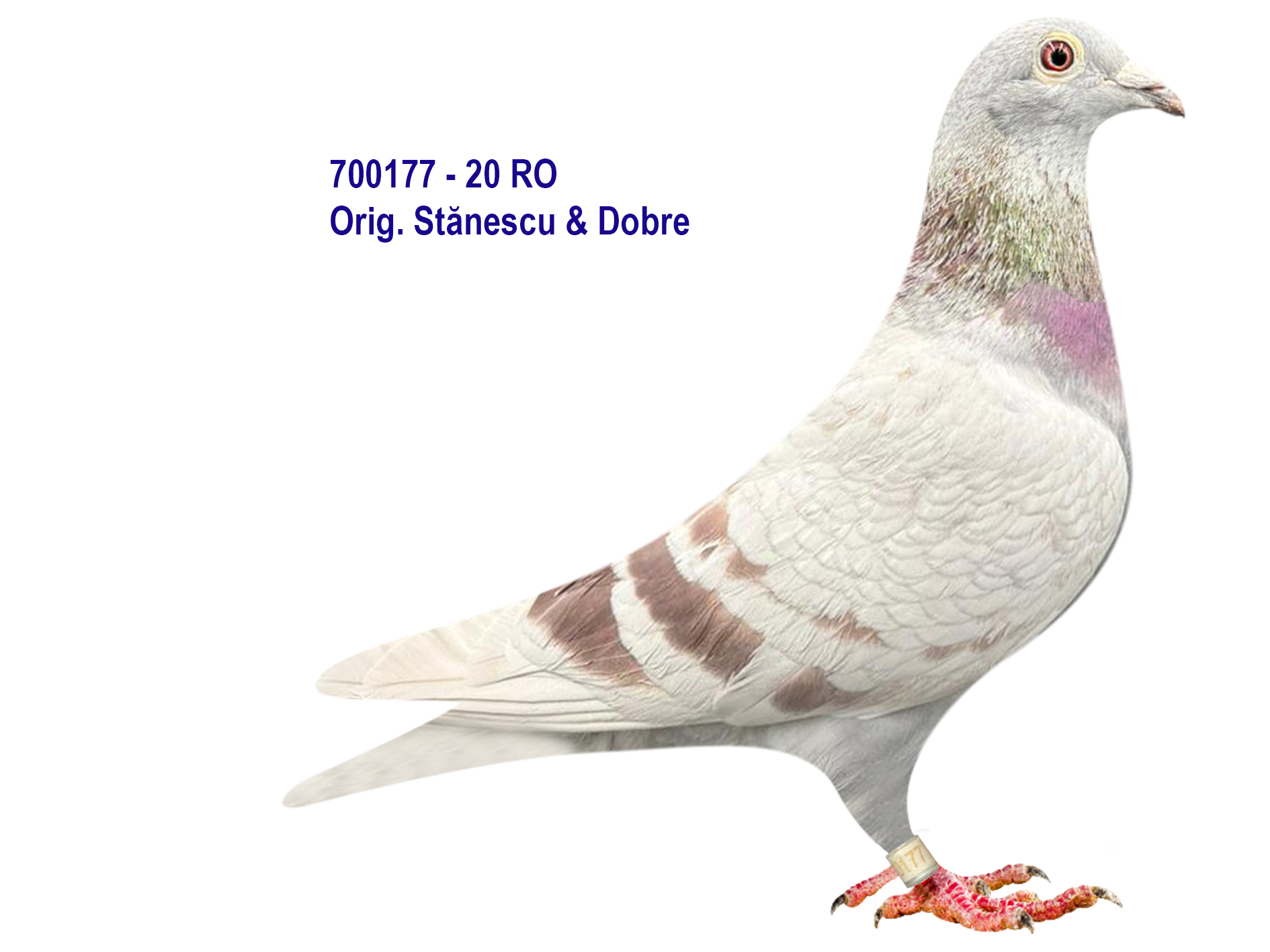 Licitatii porumbei | MagicPigeons.com