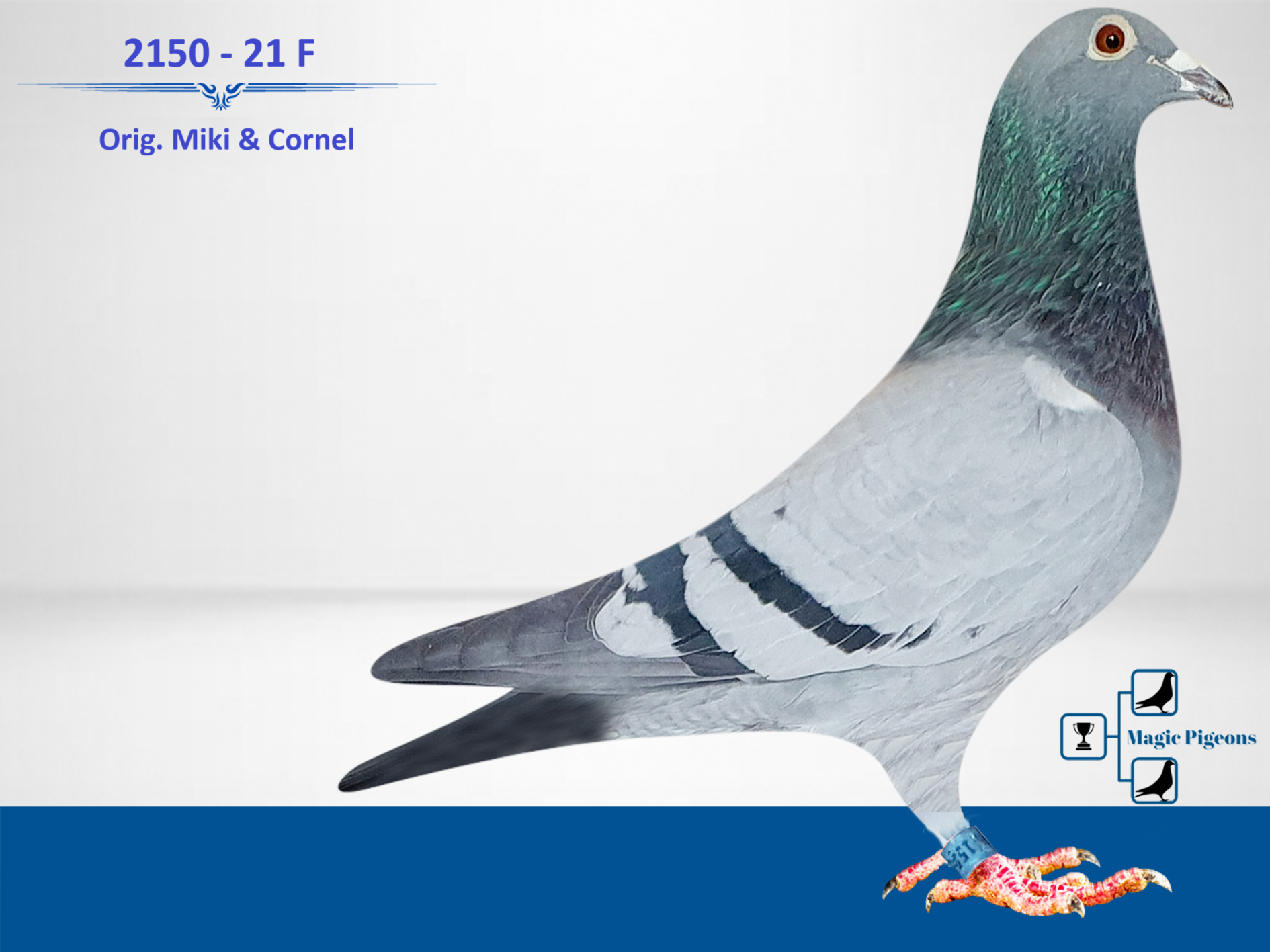 Licitatii porumbei | MagicPigeons.com