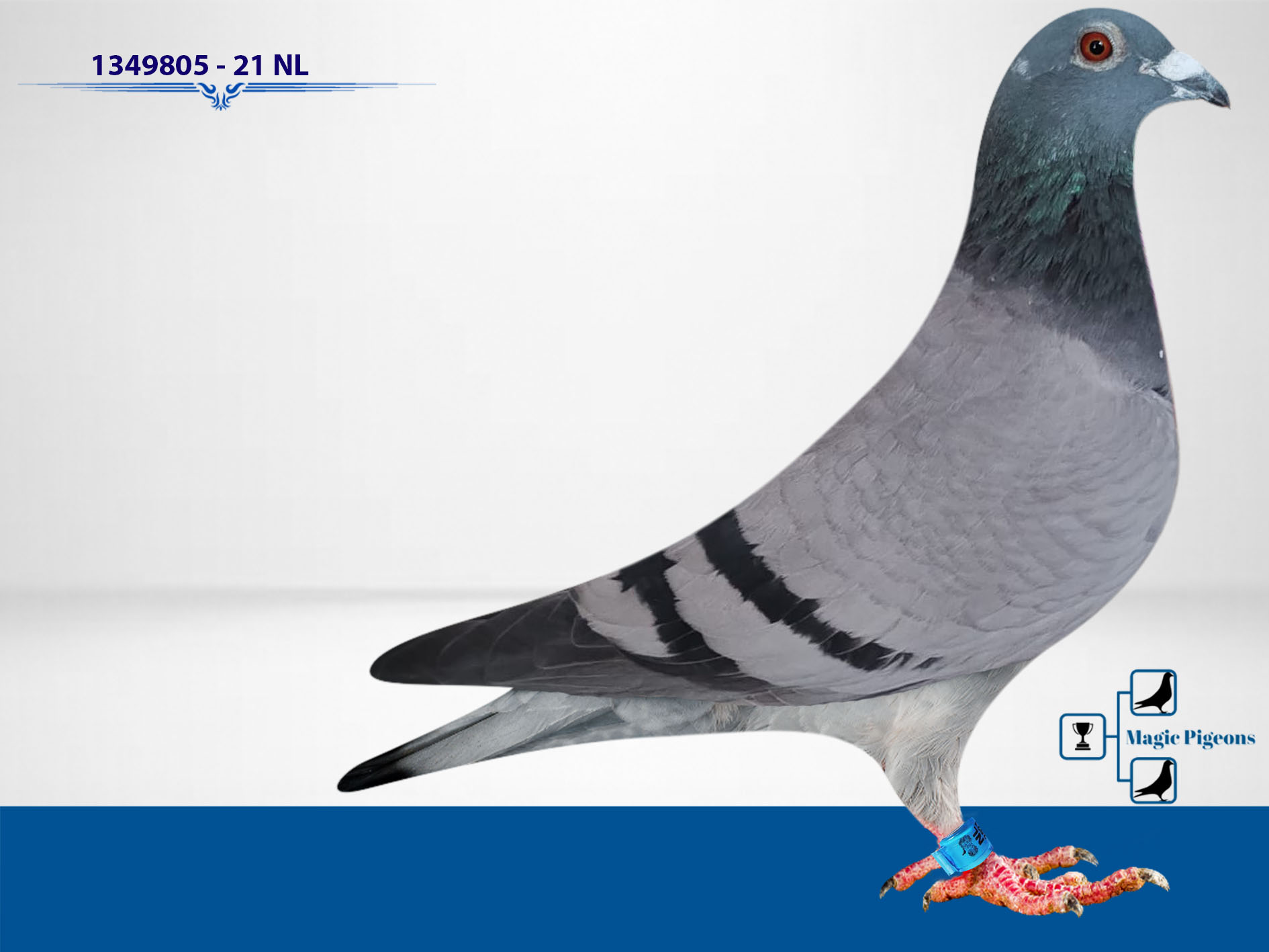 Licitatii porumbei | MagicPigeons.com