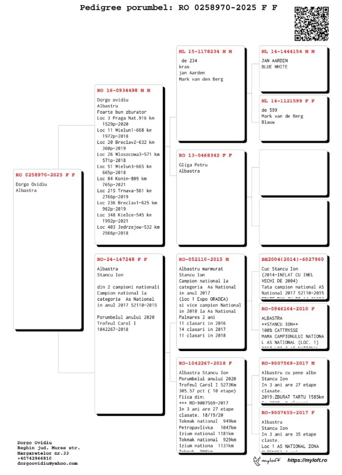 Licitatii porumbei | MagicPigeons.com