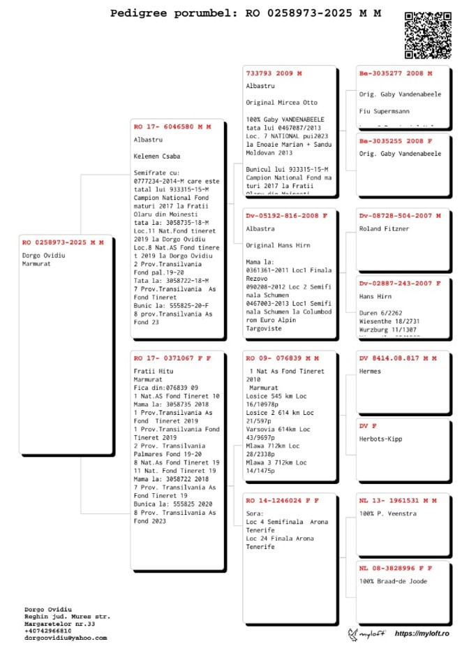 Licitatii porumbei | MagicPigeons.com