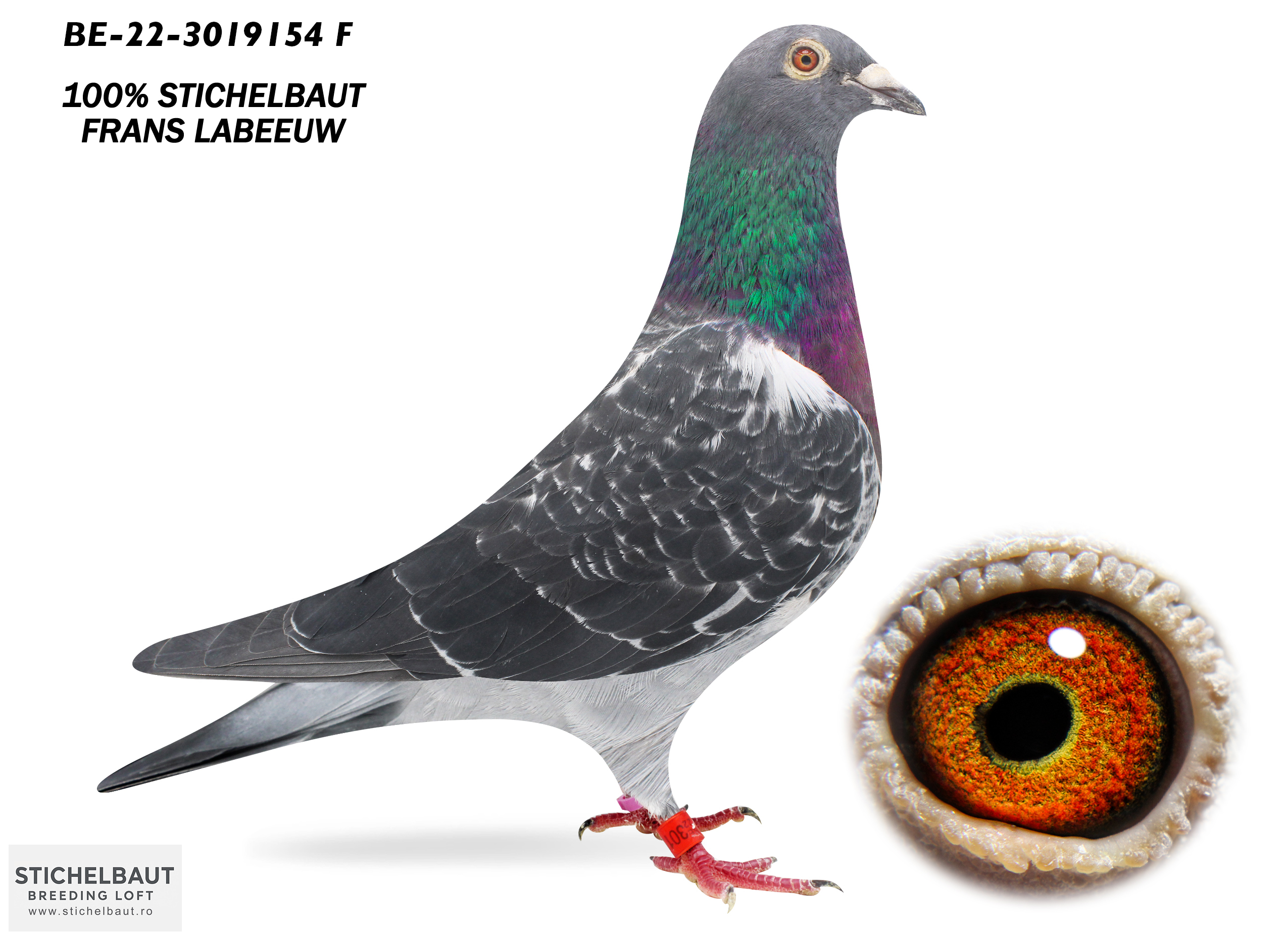 Licitatii porumbei | MagicPigeons.com