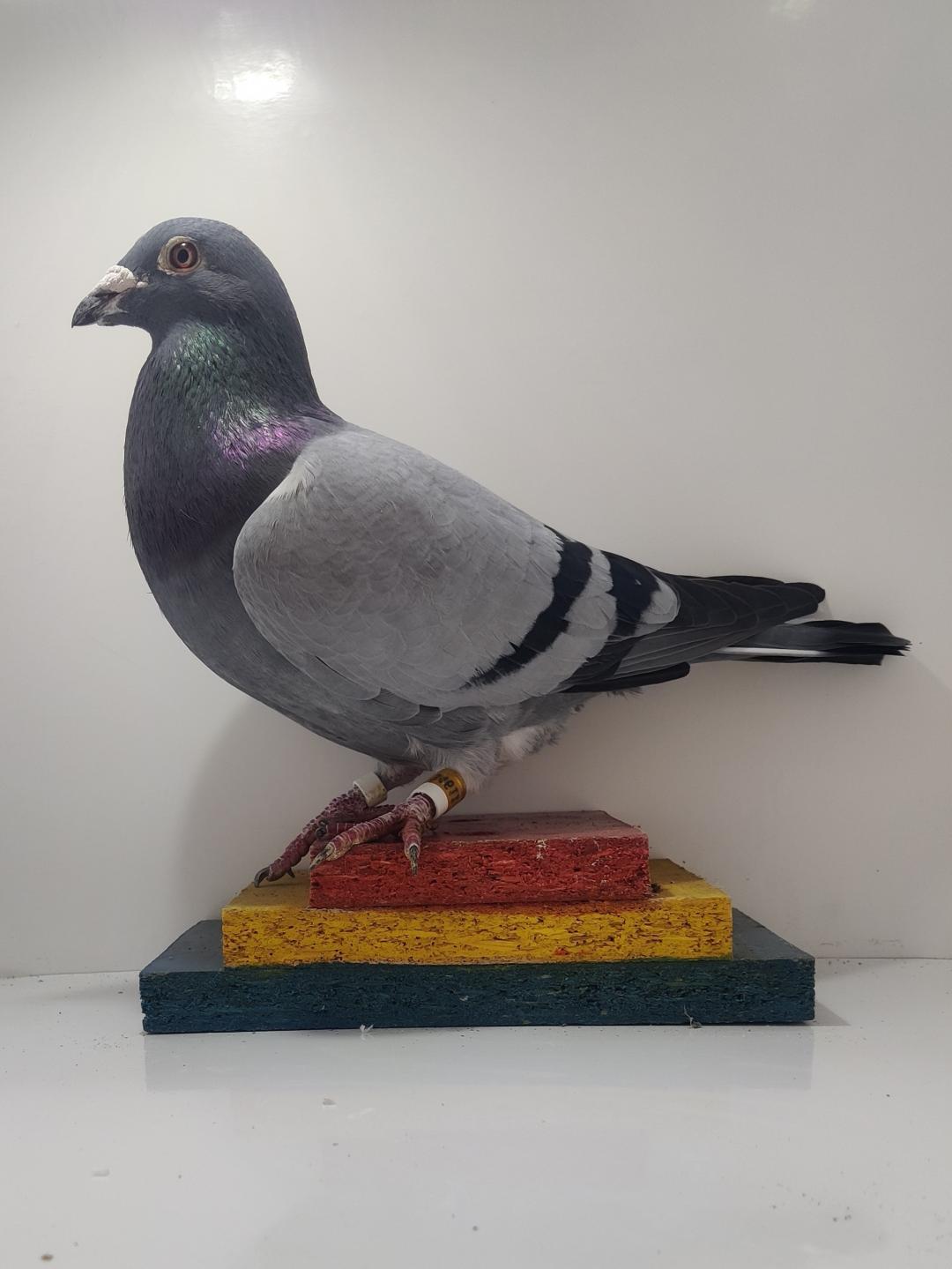 Licitatii porumbei | MagicPigeons.com