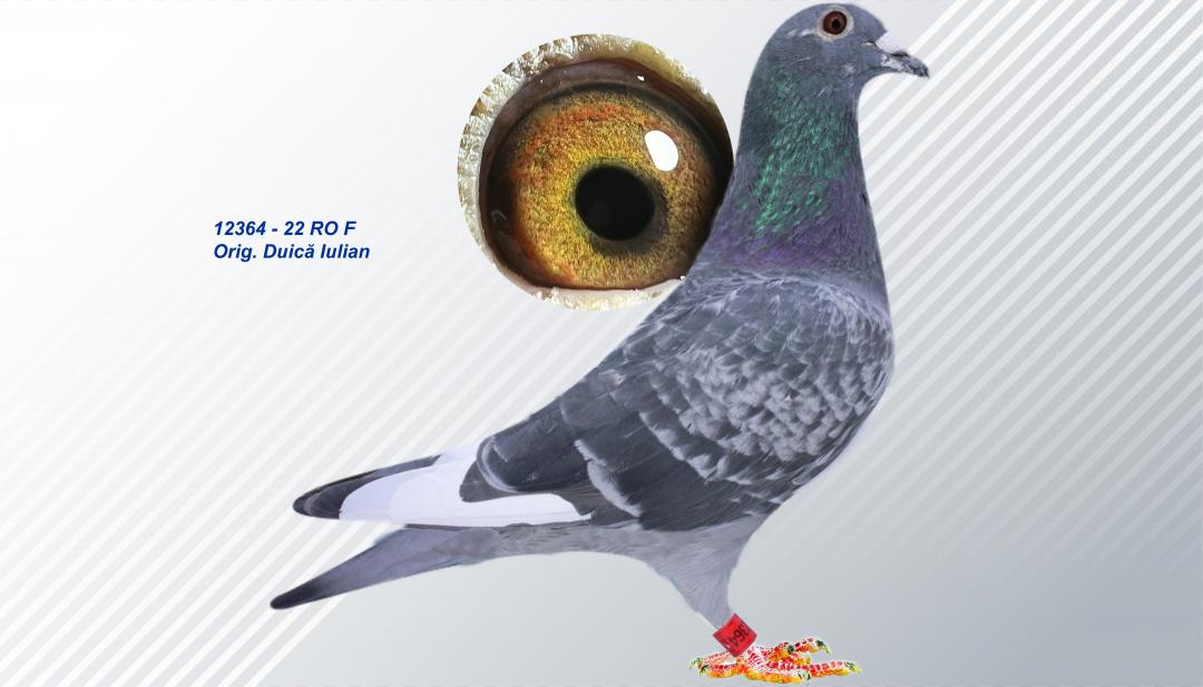 Licitatii porumbei | MagicPigeons.com