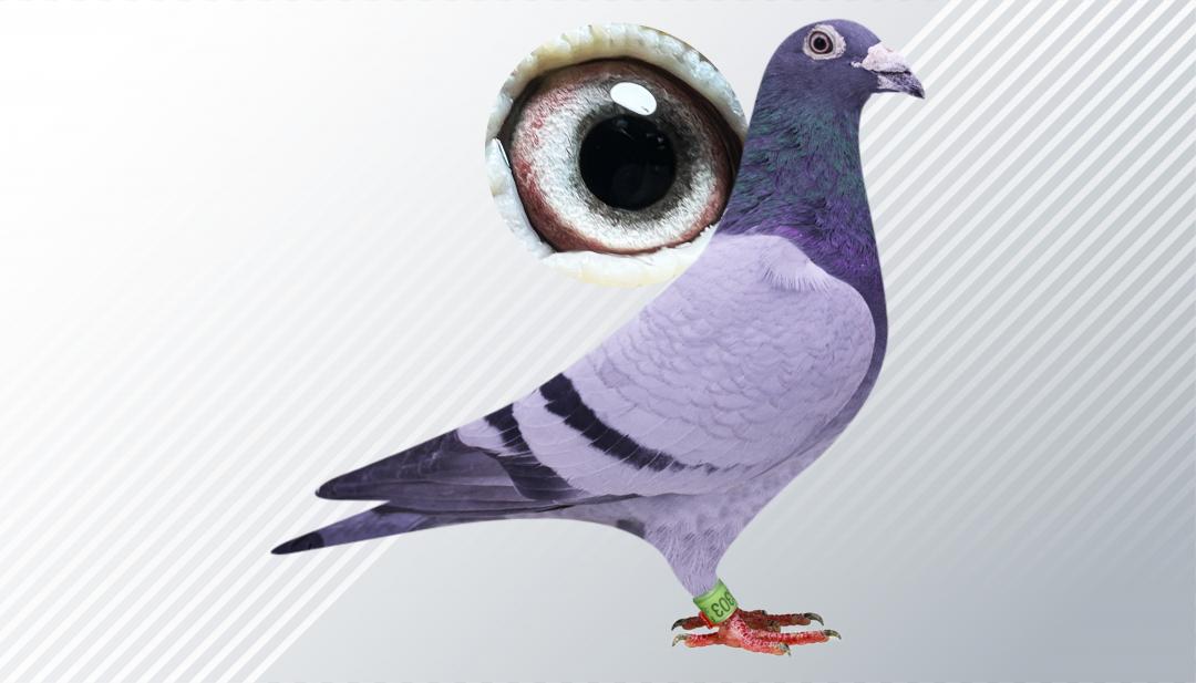 Licitatii porumbei | MagicPigeons.com