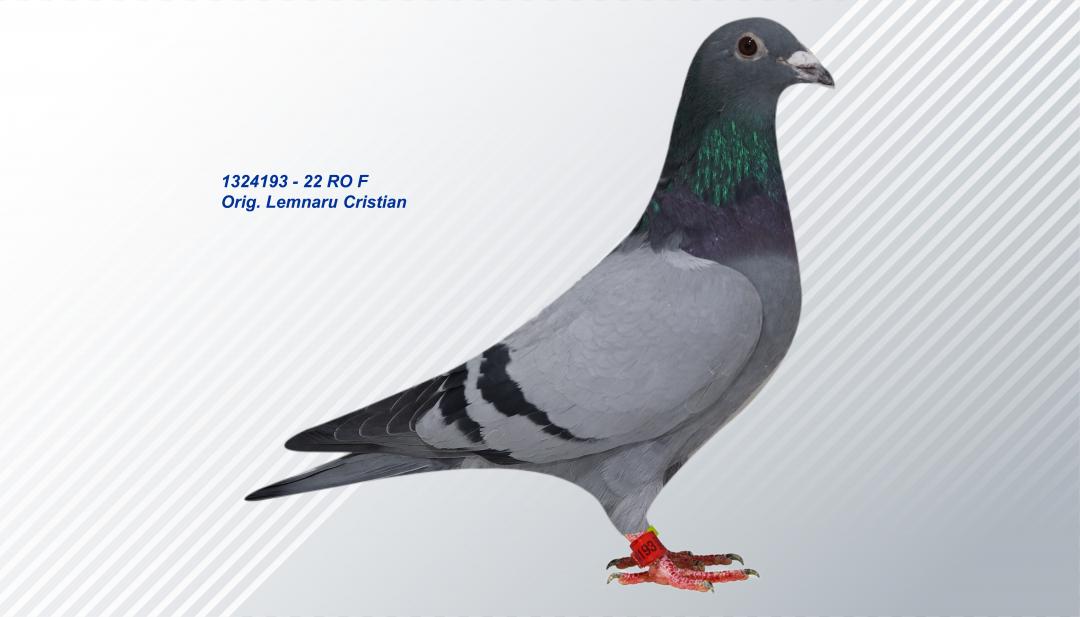 Licitatii porumbei | MagicPigeons.com
