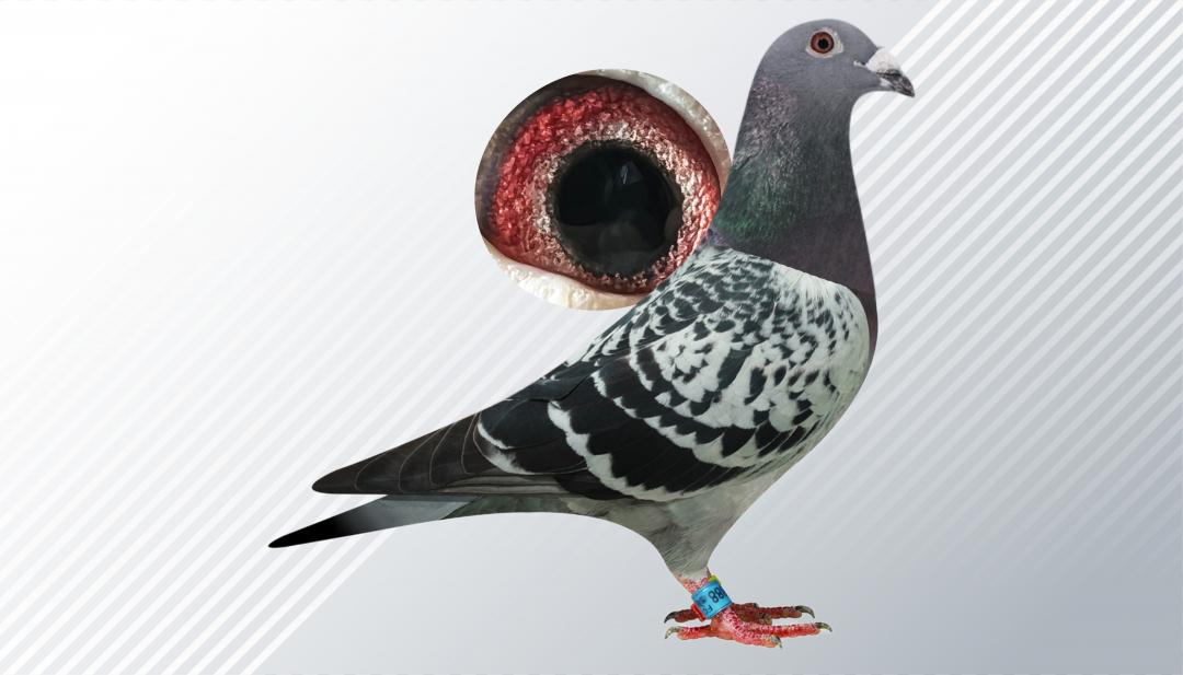 Licitatii porumbei | MagicPigeons.com