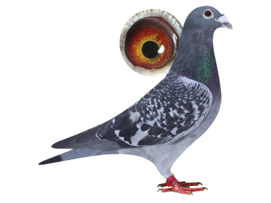 Licitatii porumbei | MagicPigeons.com