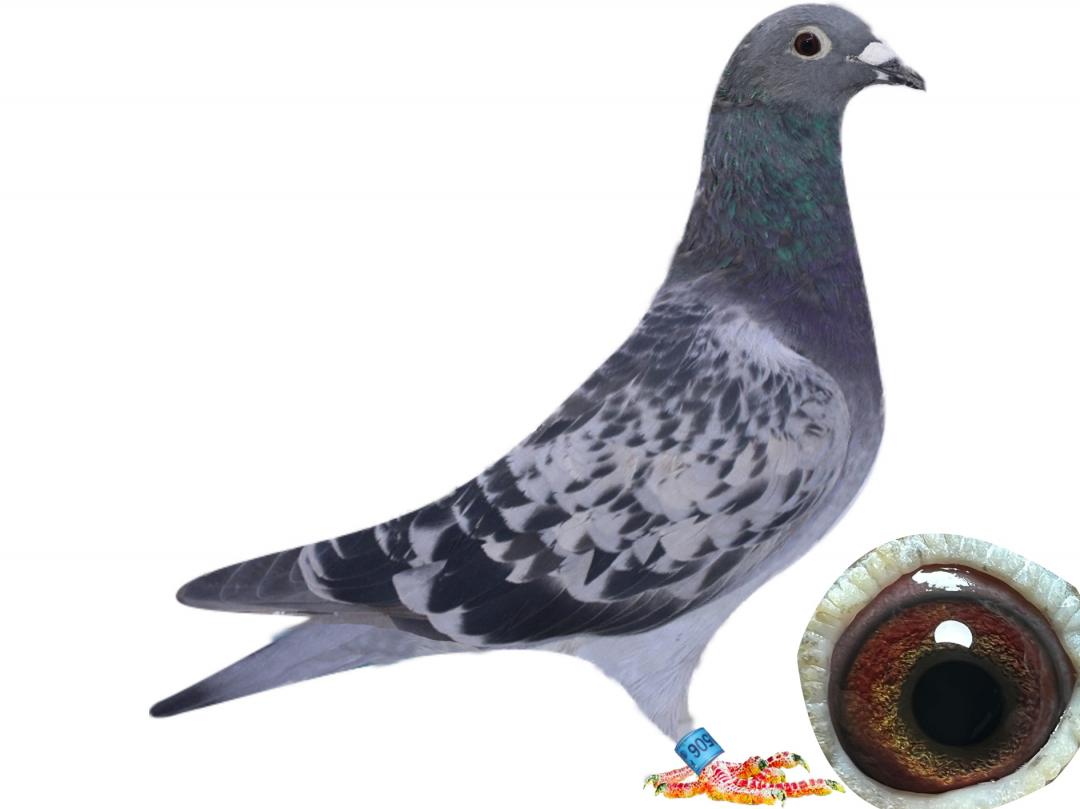 Licitatii porumbei | MagicPigeons.com