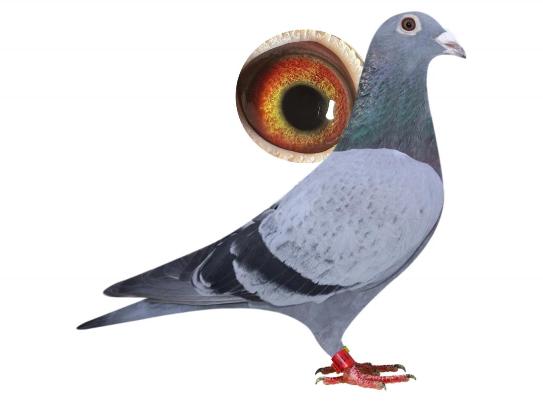 Licitatii porumbei | MagicPigeons.com