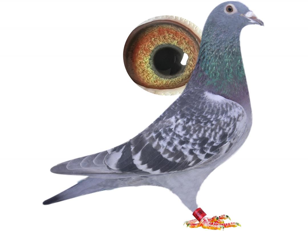 Licitatii porumbei | MagicPigeons.com