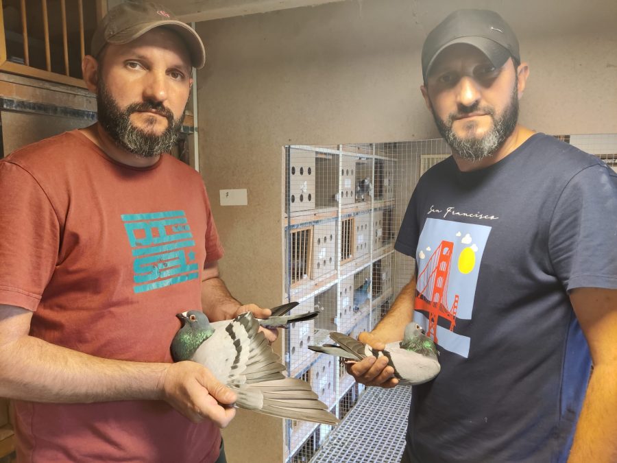 Licitatii porumbei | MagicPigeons.com