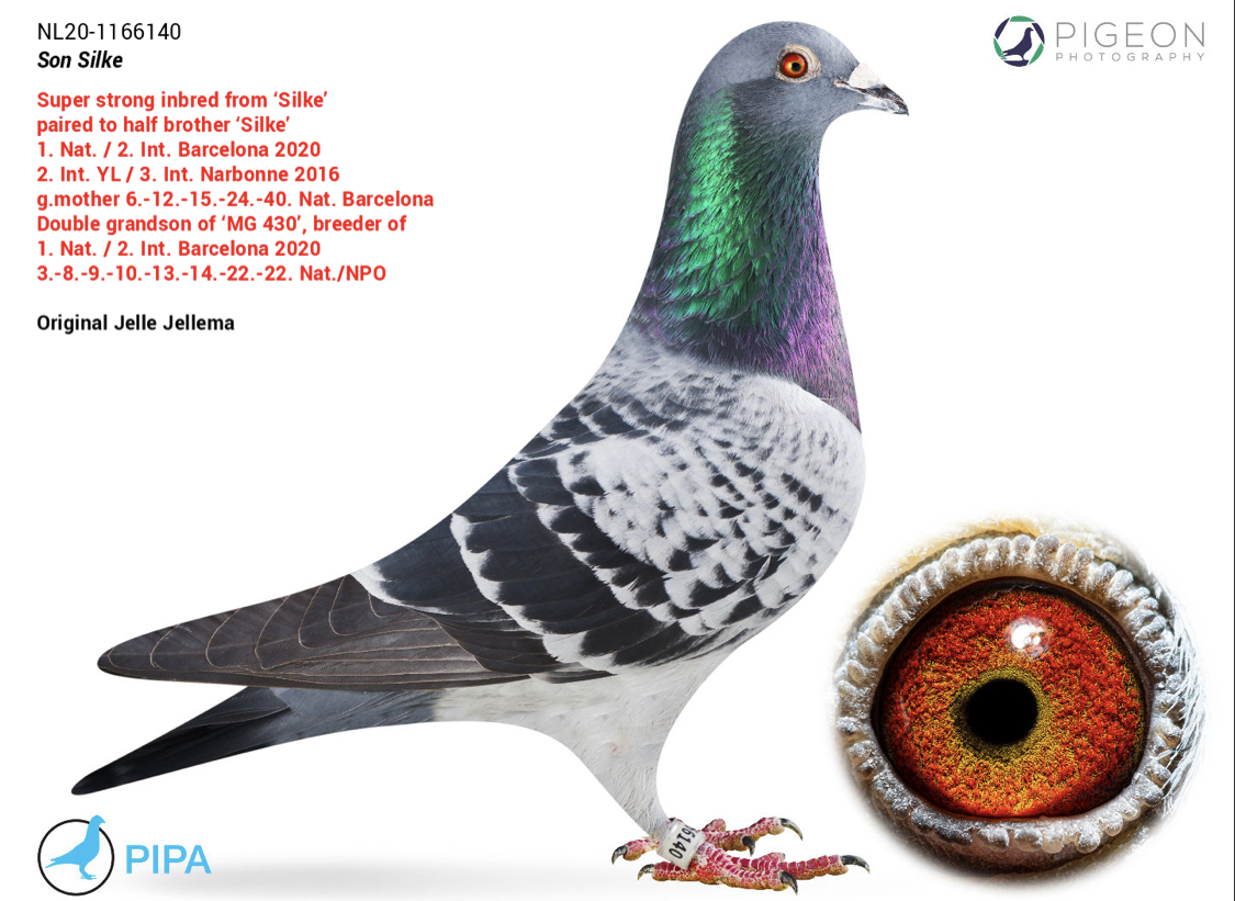 Licitatii porumbei | MagicPigeons.com