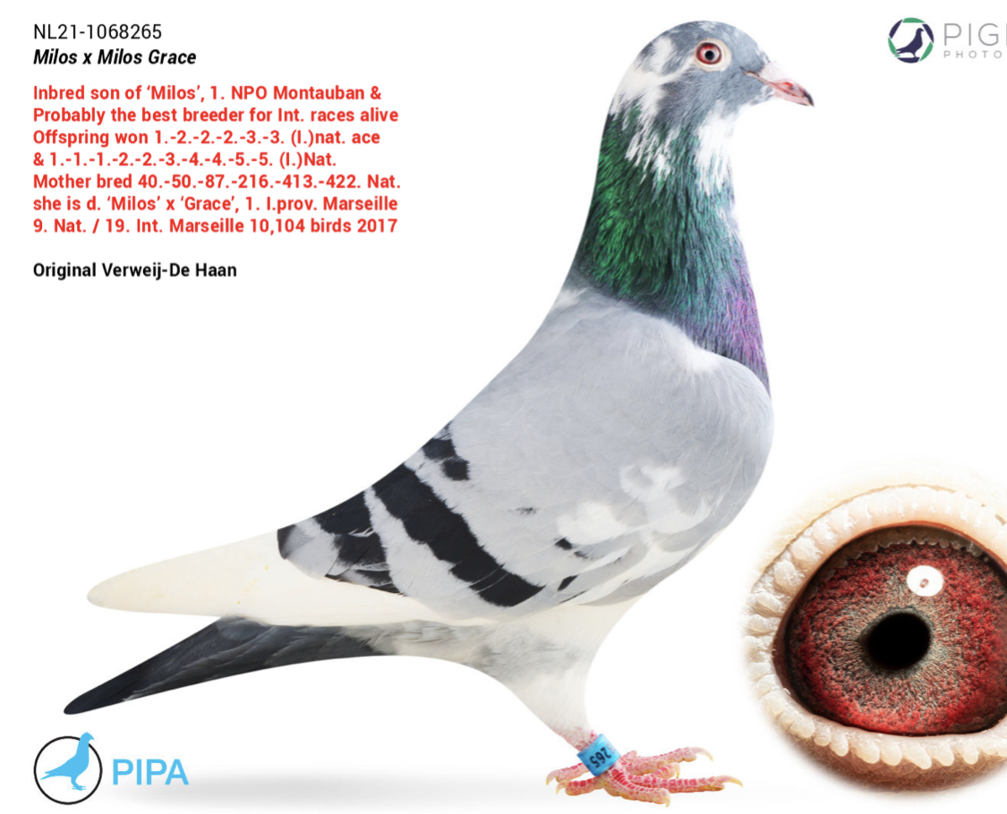 Licitatii porumbei | MagicPigeons.com